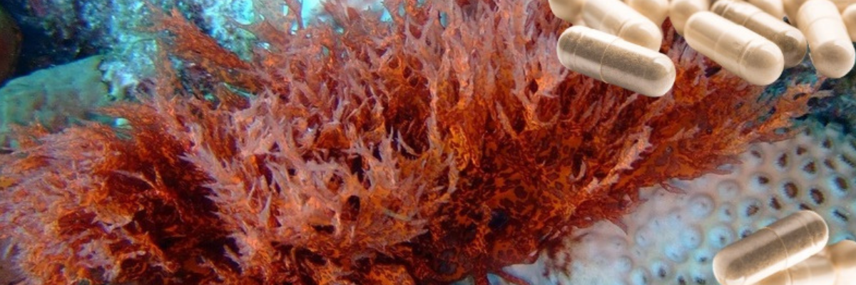 For Decades Vegetarian Supplements were Contaminated with this ...